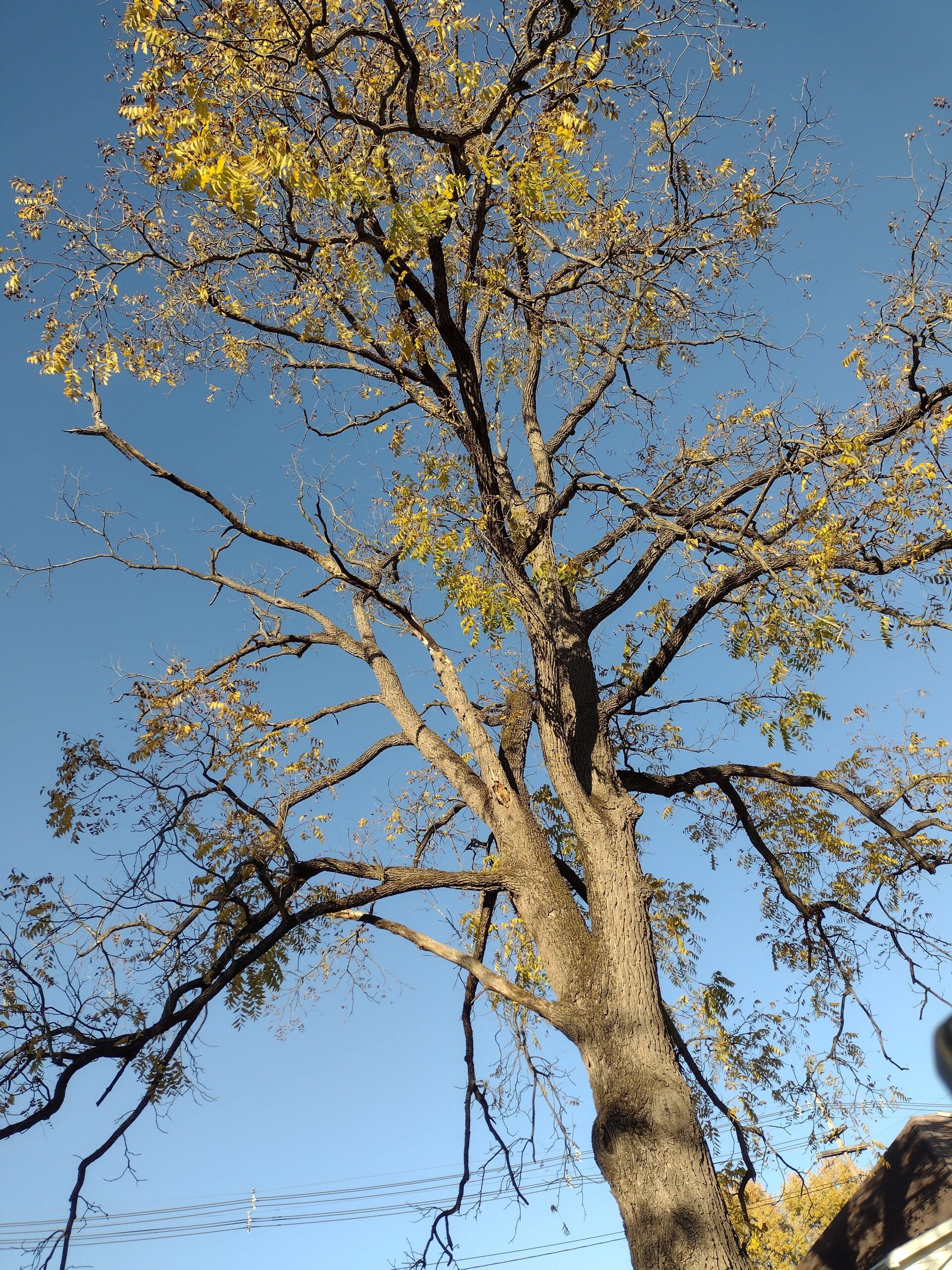 Forest Service notes appearance of zombie trees | News, Sports, Jobs ...